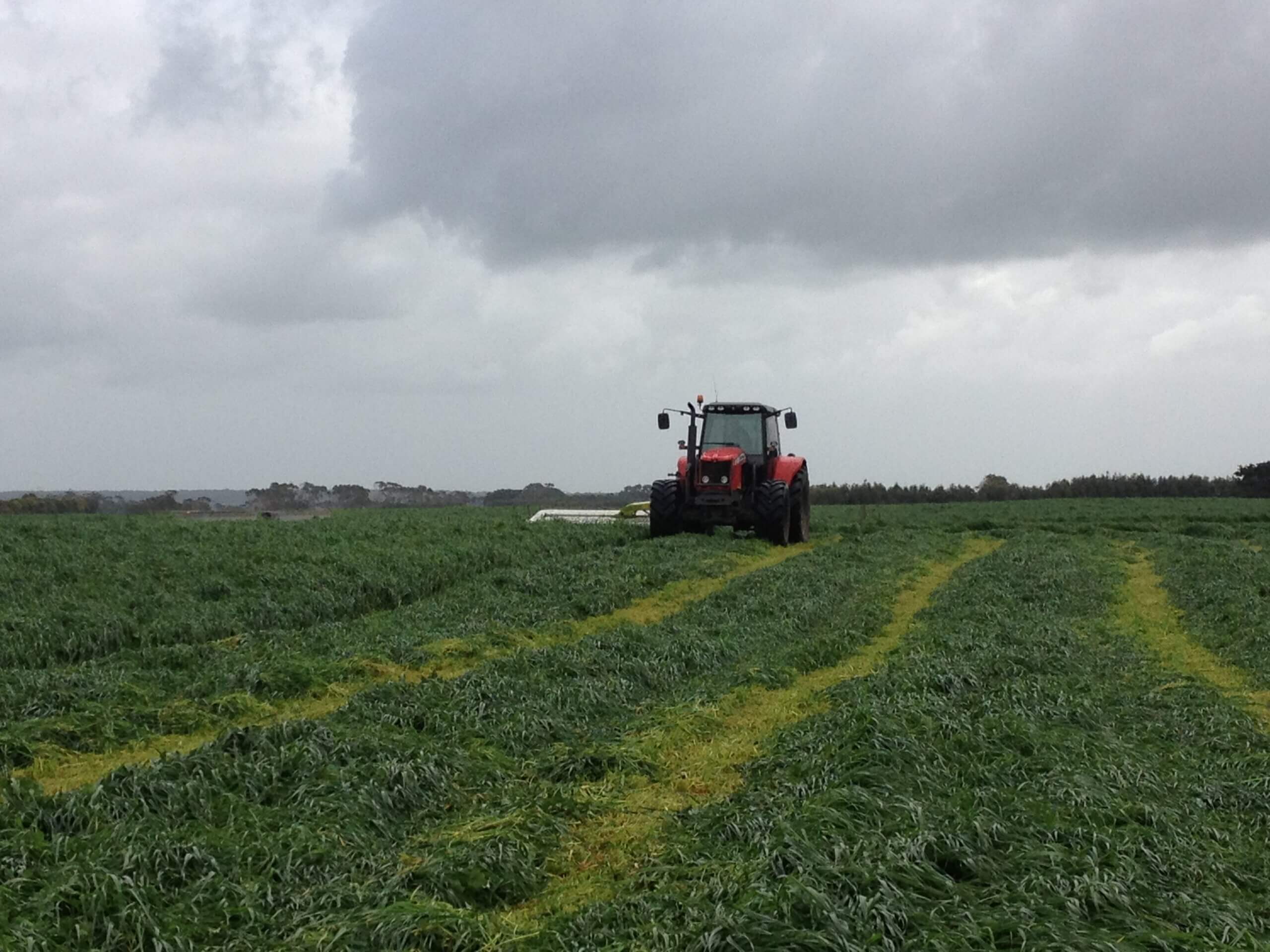 Wet silage, get it better - Notman Pasture Seeds Australia