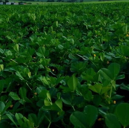 Legumes - Notman Pasture Seeds Australia