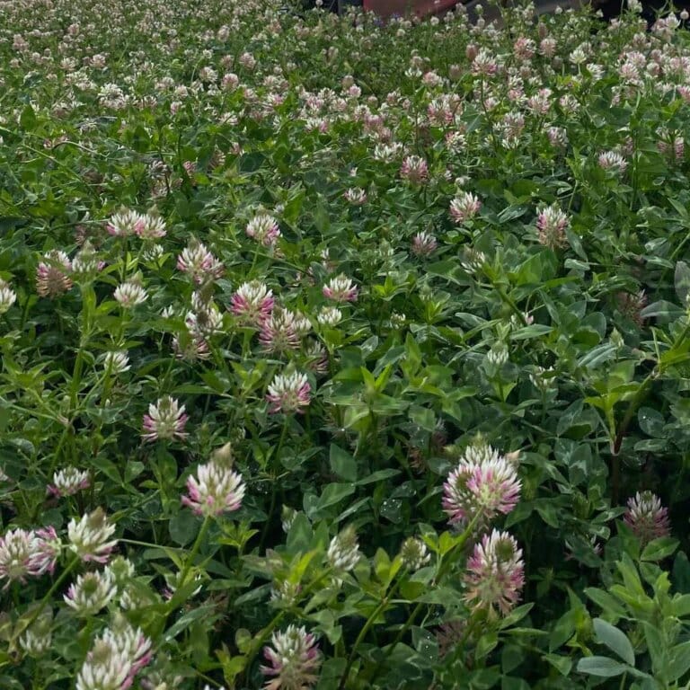 Cover Crops - Notman Pasture Seeds Australia