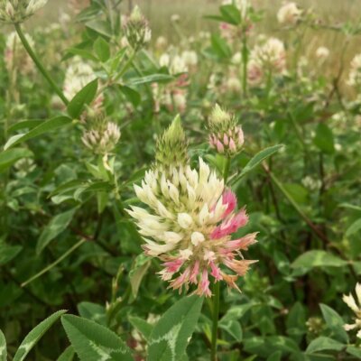 Arrowleaf Clover - Notman Pasture Seeds Australia