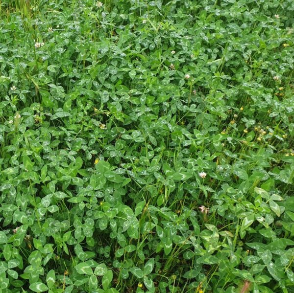 Arrowleaf Clover - Notman Pasture Seeds Australia