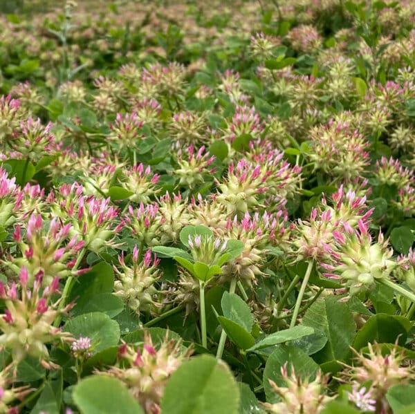 Bladder Clover - Notman Pasture Seeds Australia