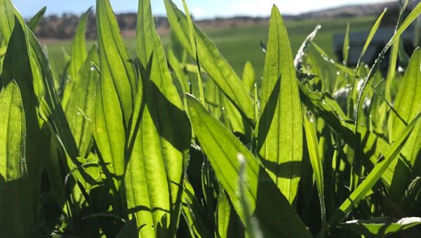 Ecotain Plantain - Notman Pasture Seeds Australia