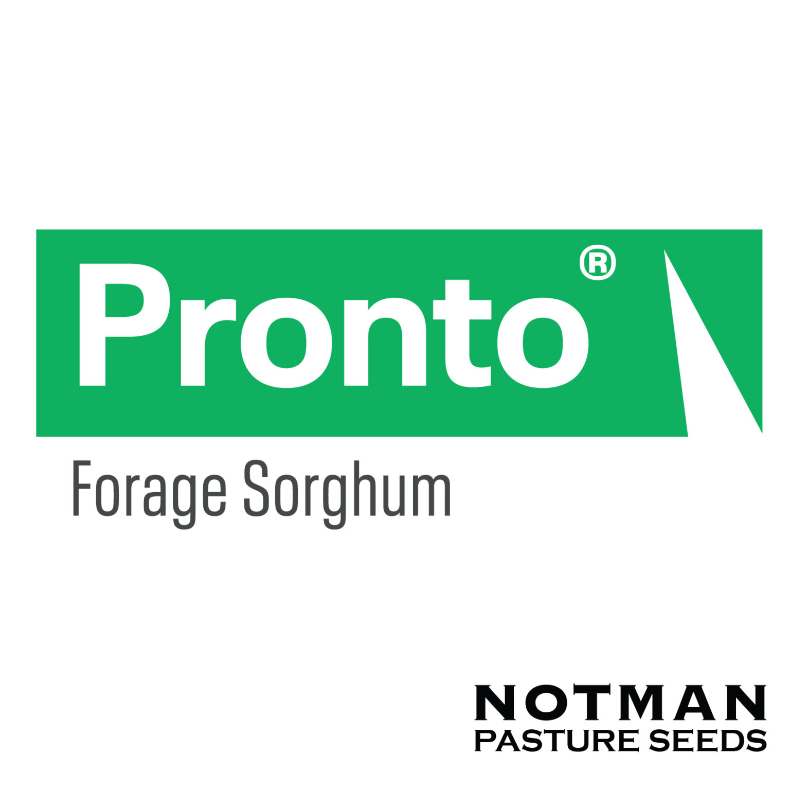 Southern Green Forage Ryecorn - Notman Pasture Seeds Australia