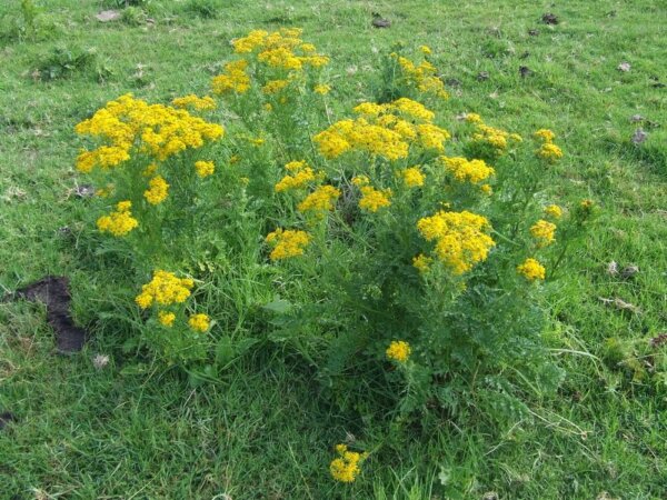 Ragwort control in southern Victoria - Notman Pasture Seeds Australia