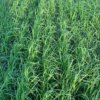 Teff Grass - Notman Pasture Seeds Australia