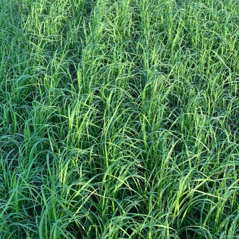 Teff Grass - Notman Pasture Seeds Australia