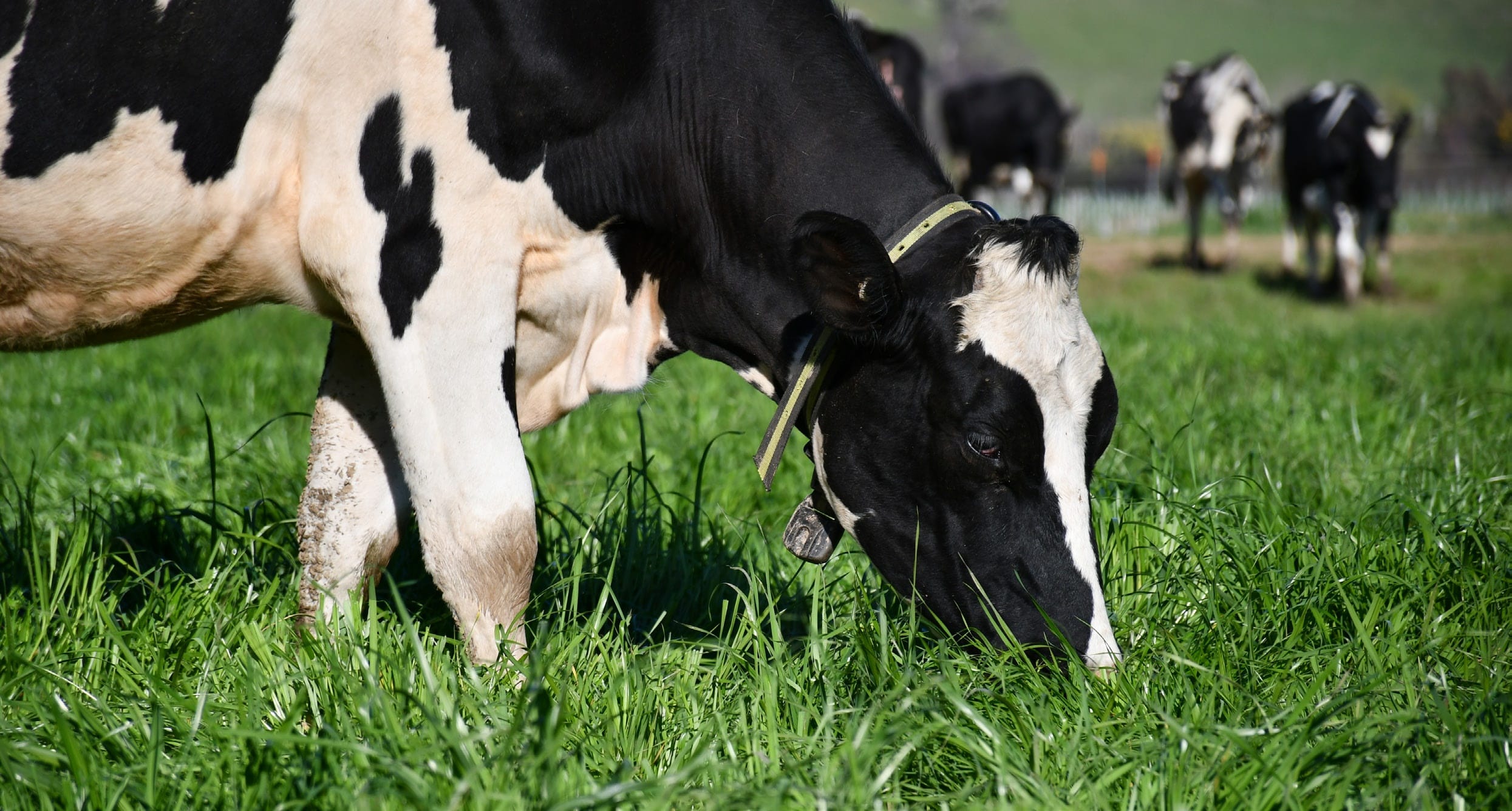 Rampaging Ryegrass: Introducing annual ryegrass Rampage - Notman ...