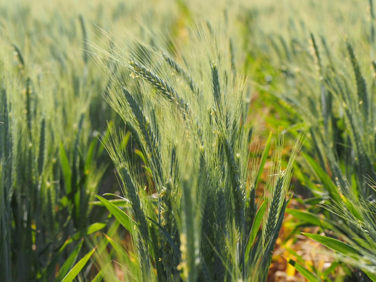 Forage Cereals - learn more on Oats, Triticale, Ryecorn and Barley ...
