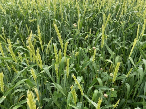 Forage Cereals - learn more on Oats, Triticale, Ryecorn and Barley ...