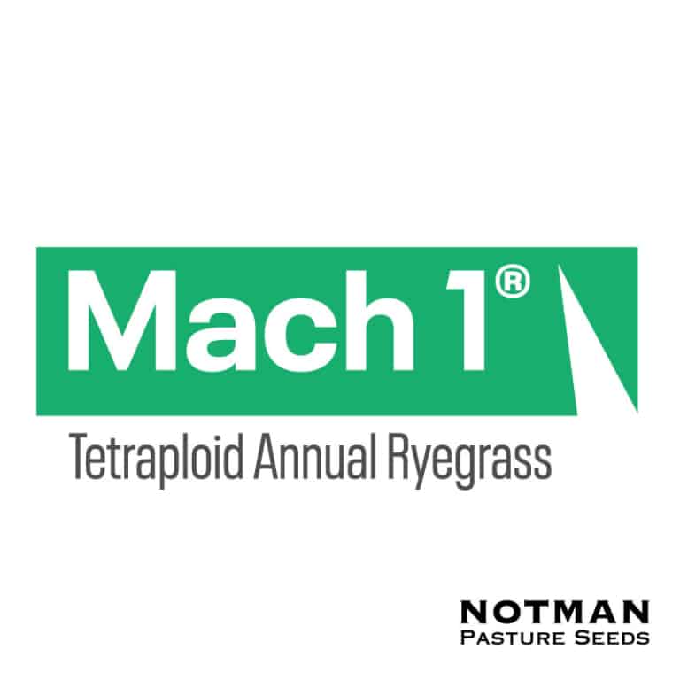 Annual Ryegrass - Notman Pasture Seeds Australia