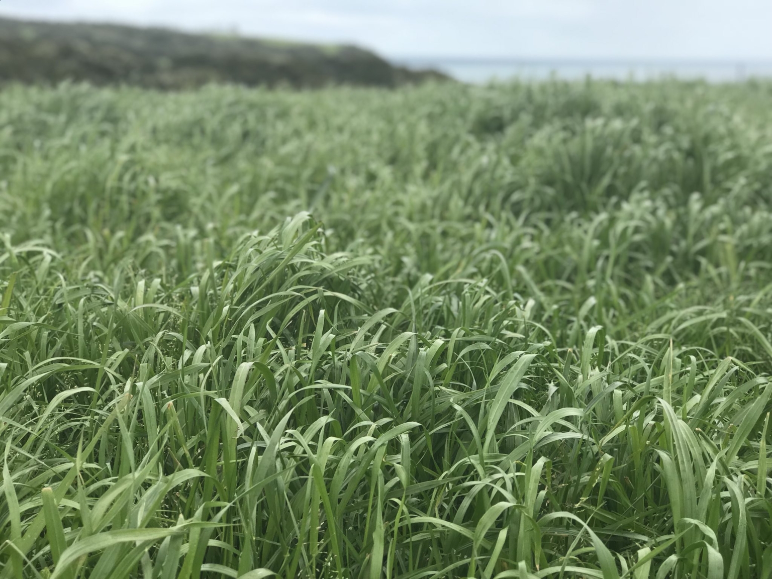 Forage Cereals - learn more on Oats, Triticale, Ryecorn and Barley ...
