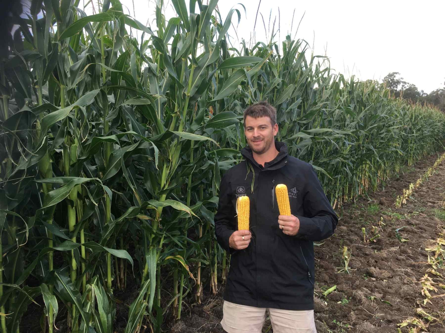 Maize Growers Guide for southern Australian farmers - Notman Pasture ...