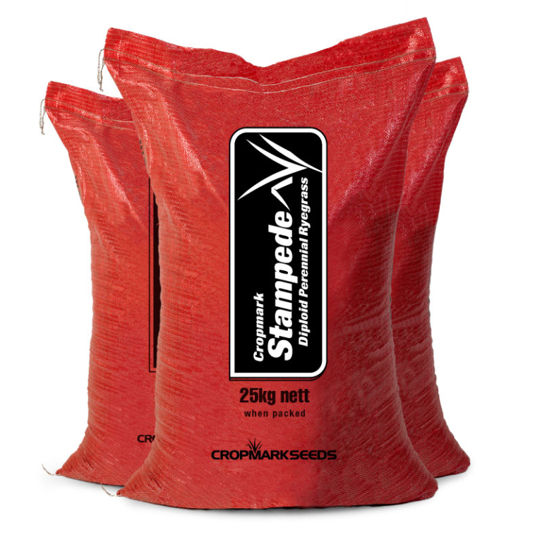Stampede CM142 Perennial Ryegrass - Notman Pasture Seeds Australia