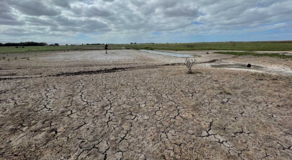 Pasture selection for salinity and waterlogging - Notman Pasture Seeds ...