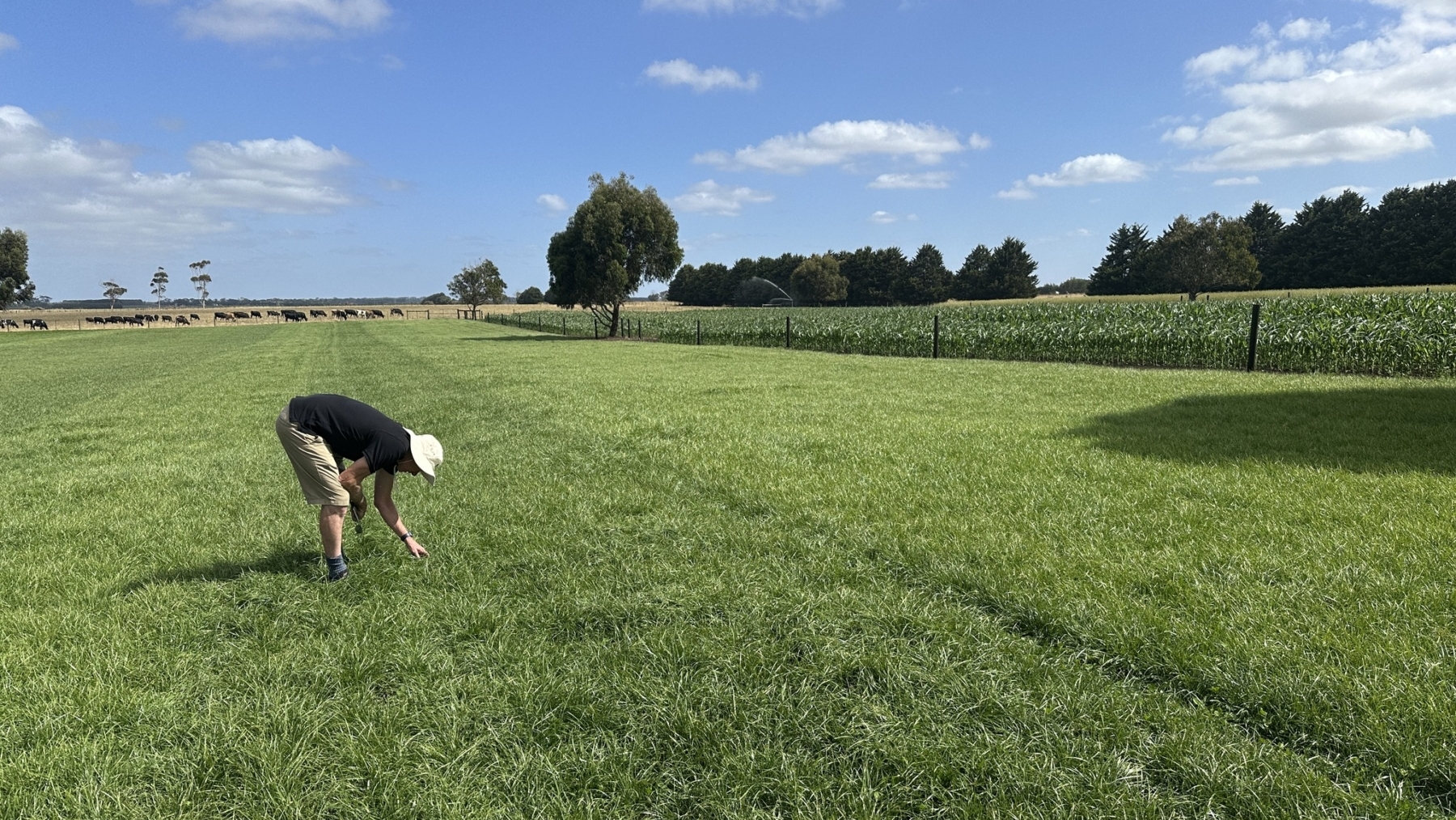 Types of improved pastures - Notman Pasture Seeds Australia