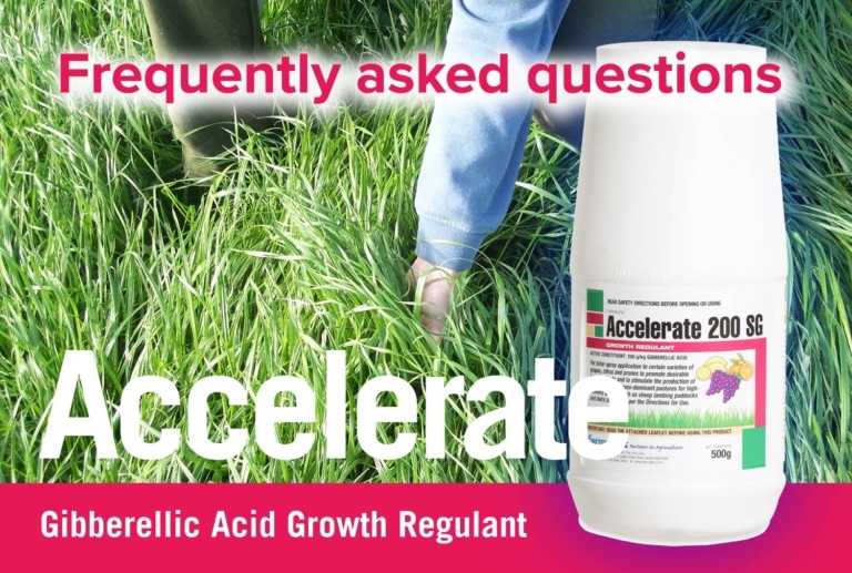 Winter Feed Sorted: How to Use Accelerate Gibberellic Acid for Fast ...