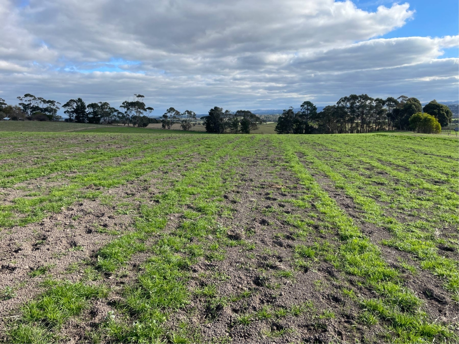 What Should I Sow Now? June 2025 - Notman Pasture Seeds Australia