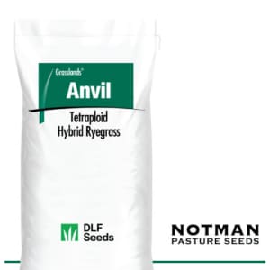 Anvil AR37 Hybrid Ryegrass - Notman Pasture Seeds Australia